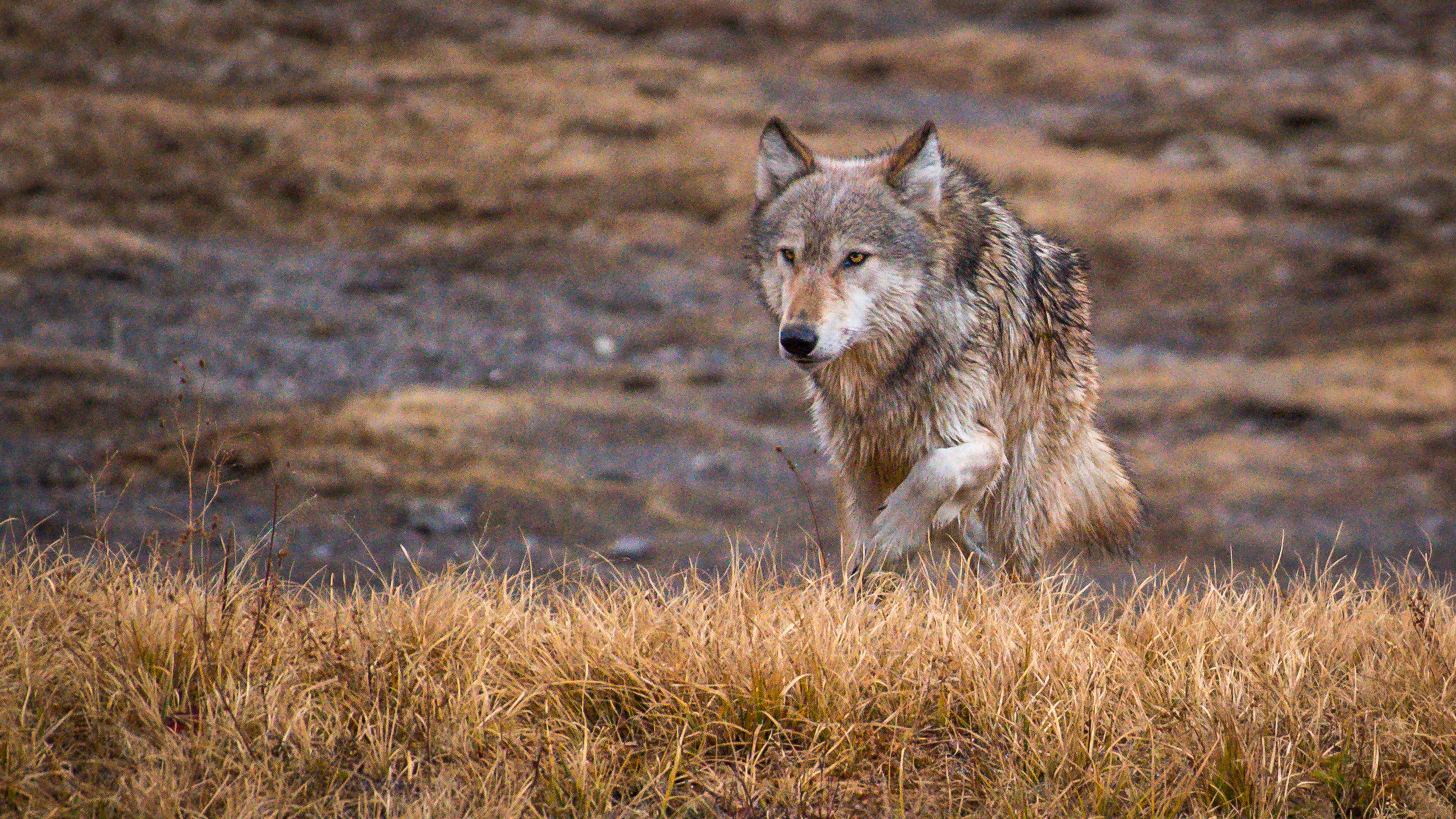 New Gray Wolf Pack Discovered In Californias Southern Sierra Nevada Defenders Of Wildlife